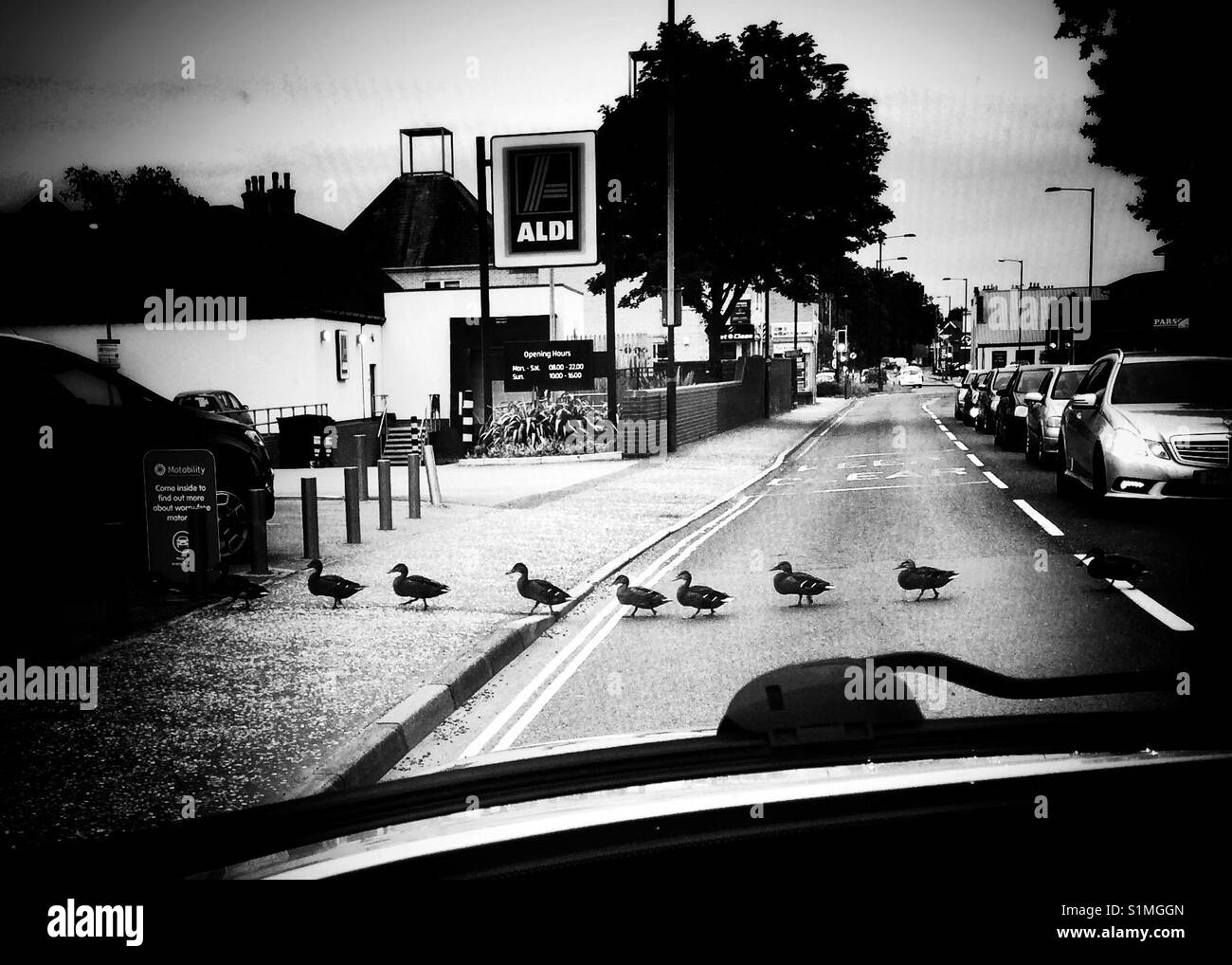 Ducks crossing the road hi-res stock photography and images - Alamy