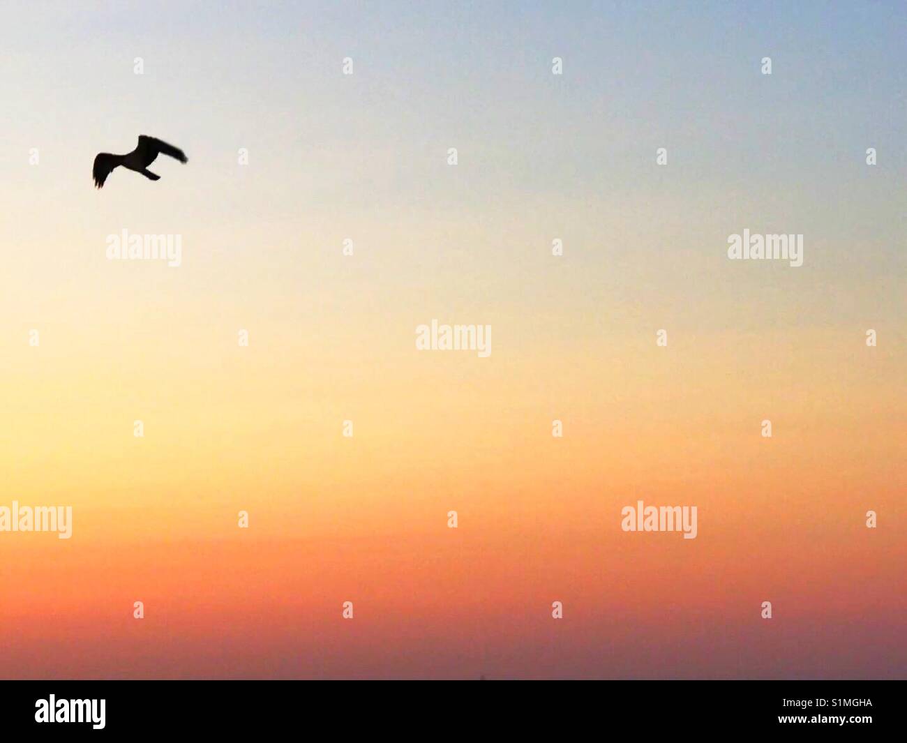 Seagull on sunrise hi-res stock photography and images - Alamy