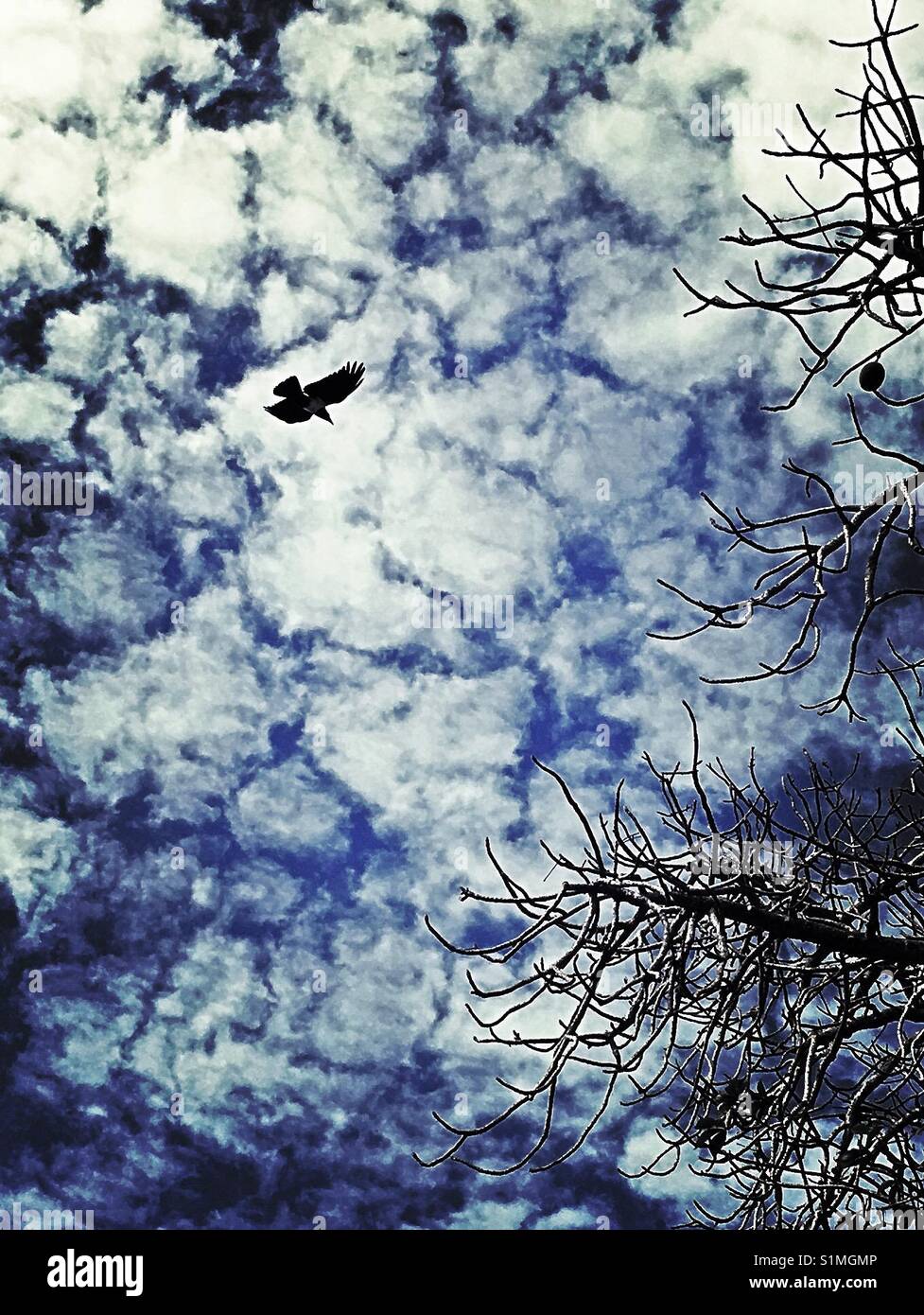 African Bird against the backdrop of a Baobab tree and clouds Stock ...