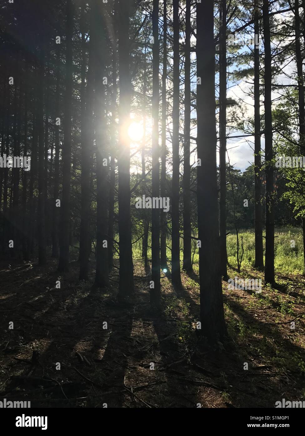 Sunlight through trees grove hi-res stock photography and images - Alamy
