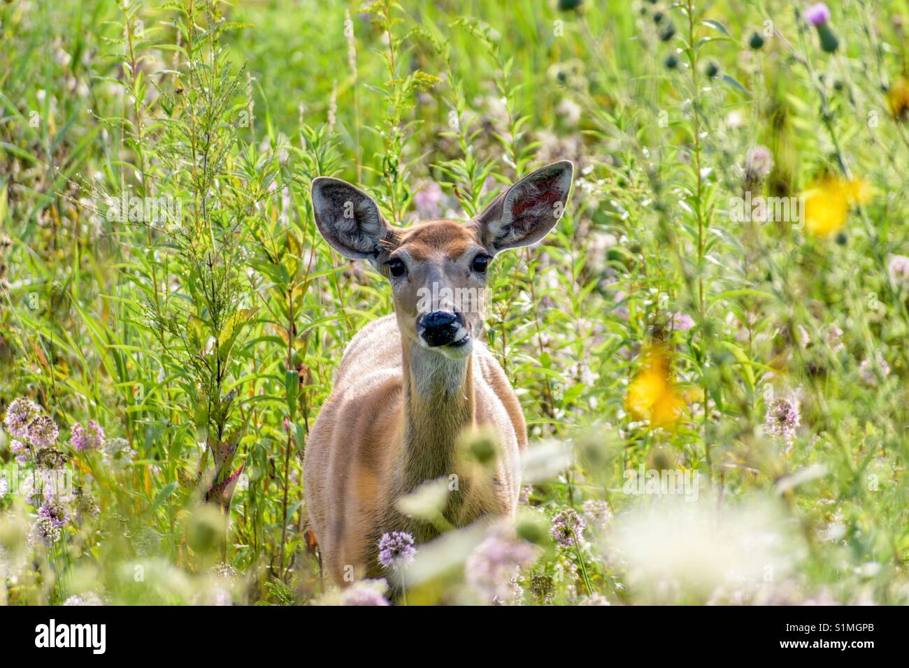 Adorable doe hi-res stock photography and images - Alamy
