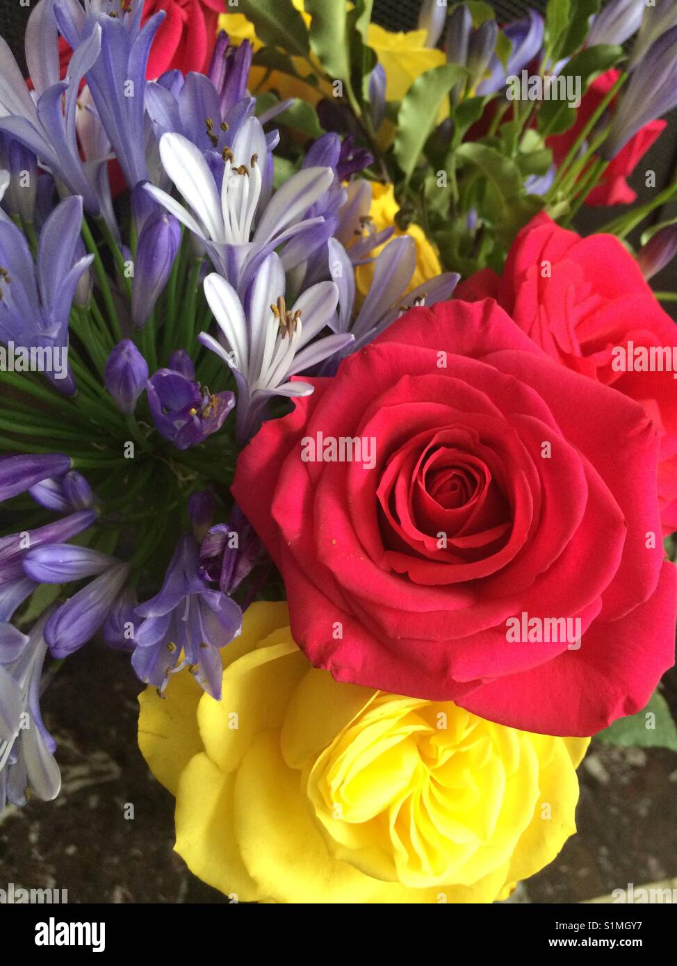 Flowers in primary colours Stock Photo - Alamy
