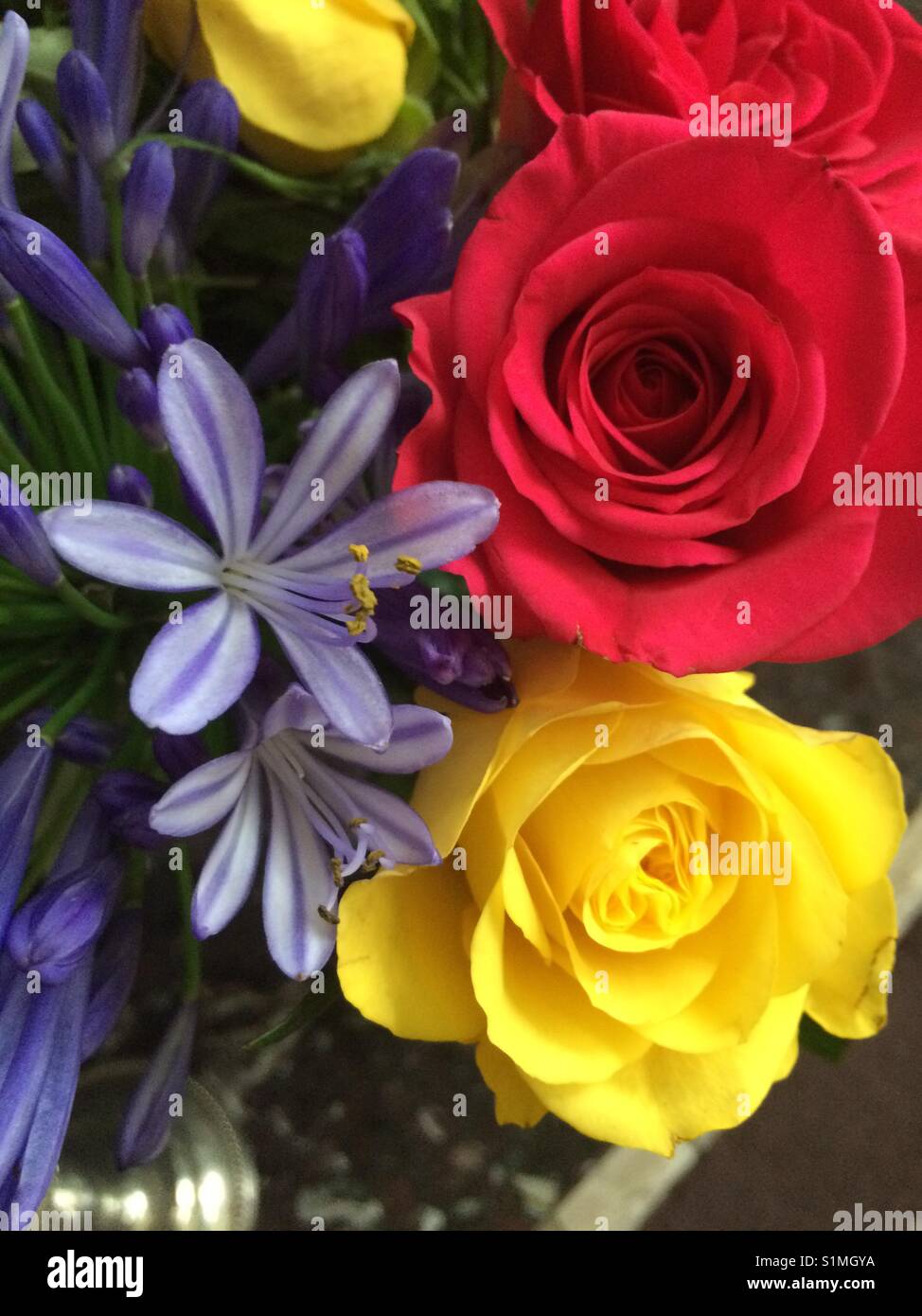 Flowers in the three primary colours Stock Photo - Alamy