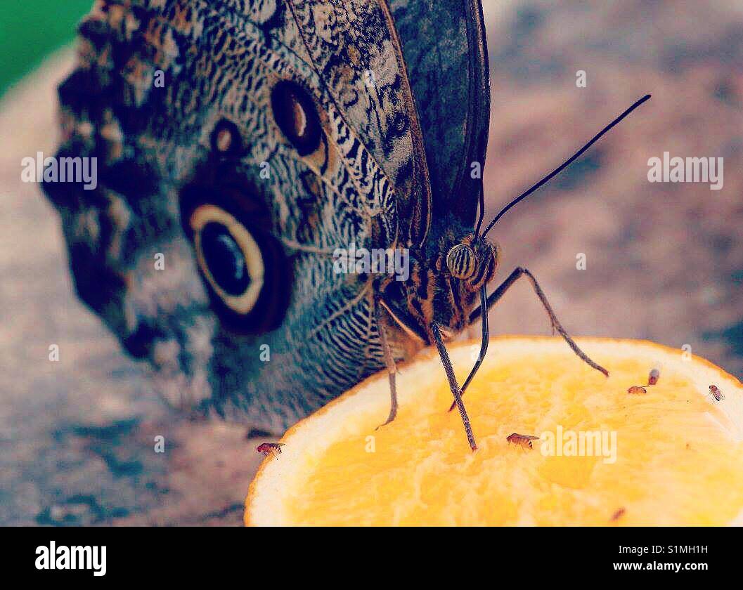 Amazing Butterfly Feeding Stock Photo - Alamy