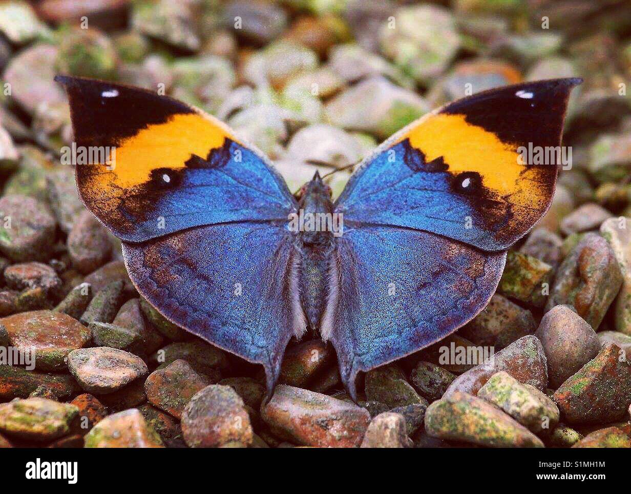Amazing Coloured Butterfly Stock Photo - Alamy