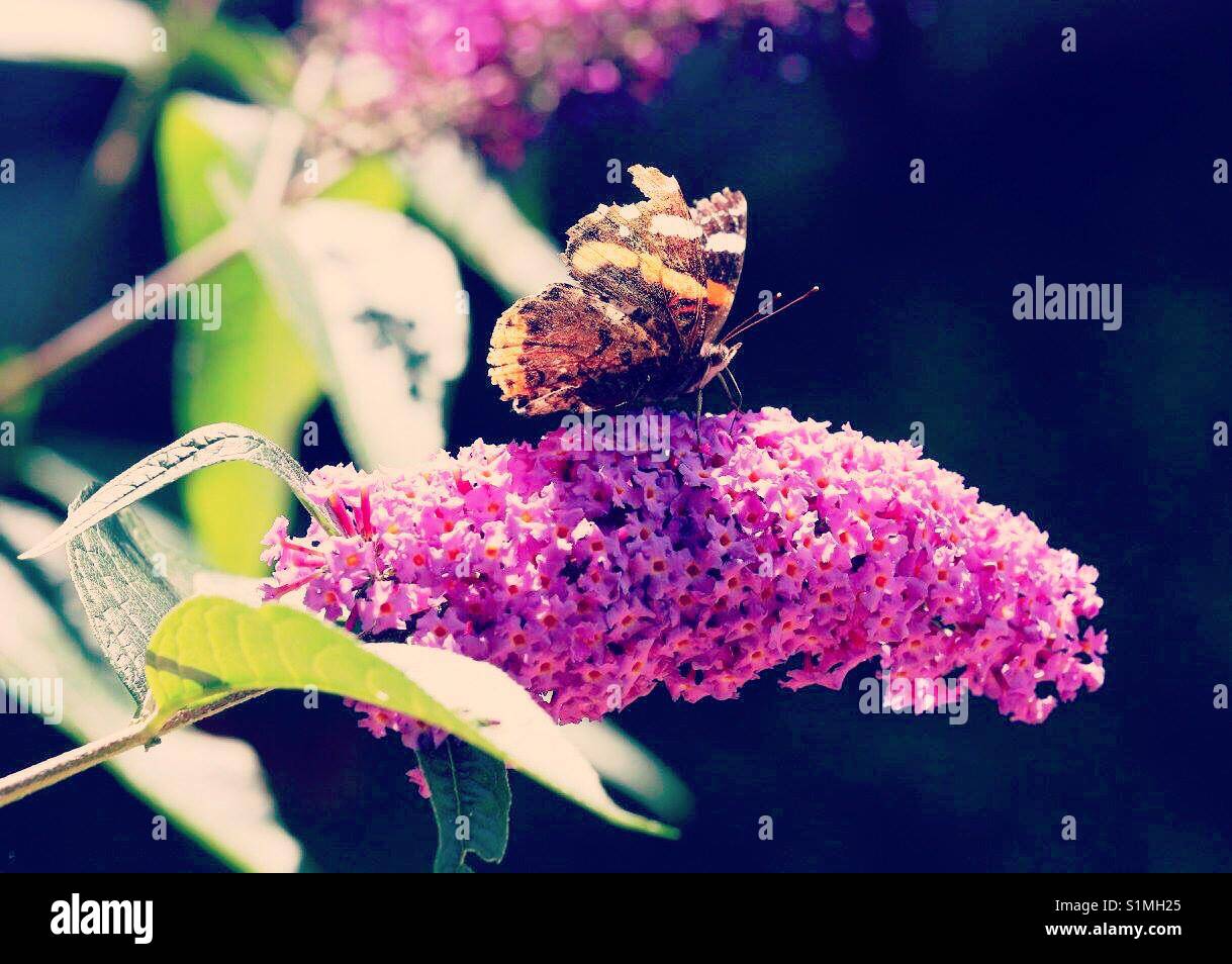 Beautiful Butterfly on a Buddleia Stock Photo - Alamy