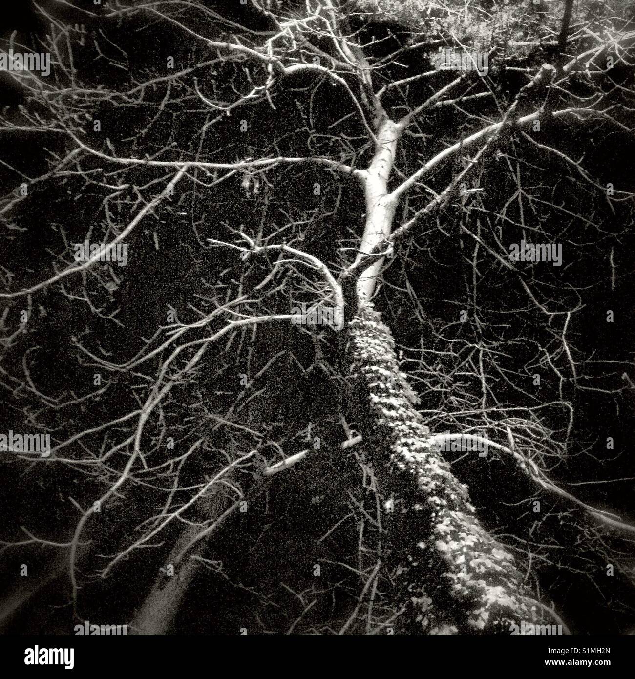 Sinister tree hi-res stock photography and images - Alamy