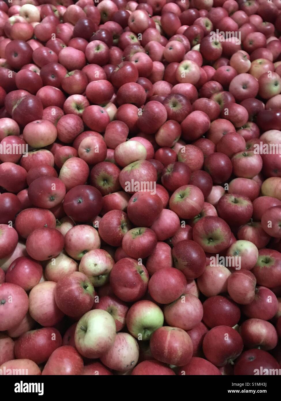 Discovery apples hi-res stock photography and images - Alamy
