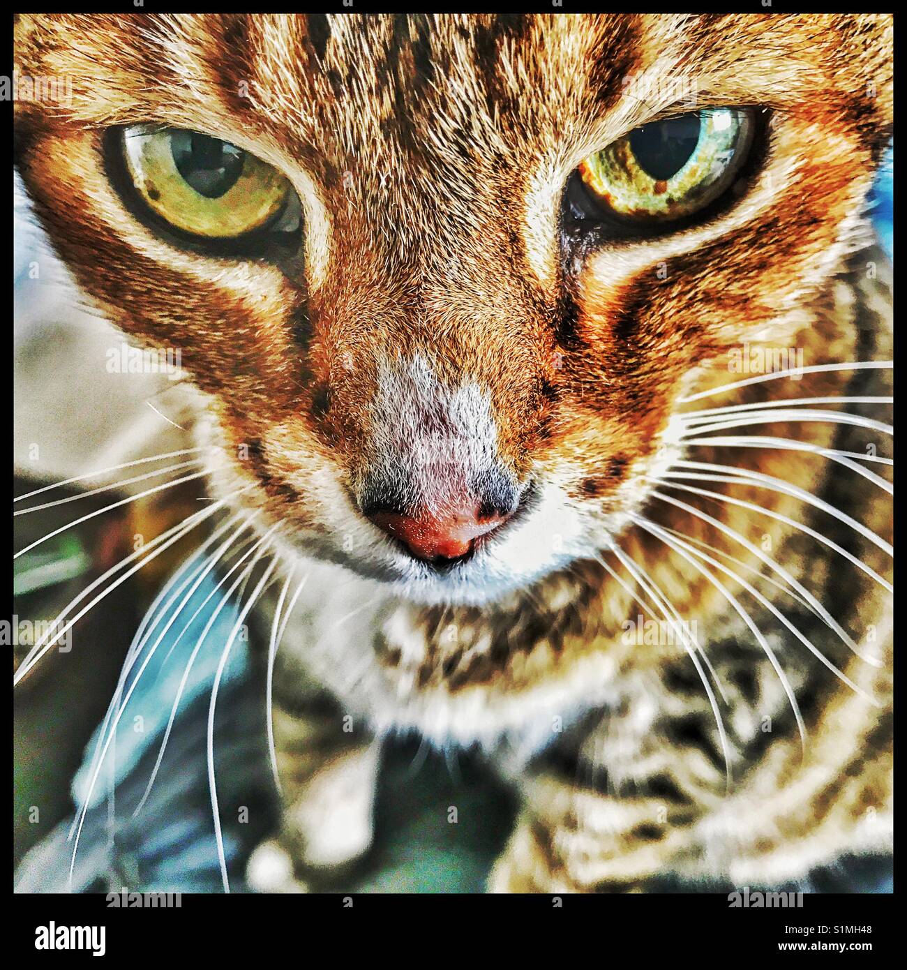 Cat , heavy use of filters Stock Photo - Alamy