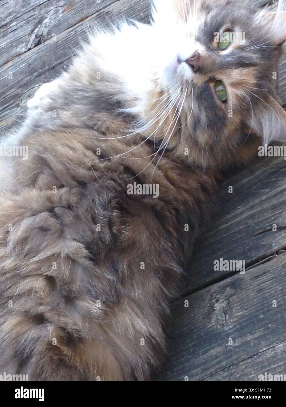 Multi color cat hi-res stock photography and images - Alamy