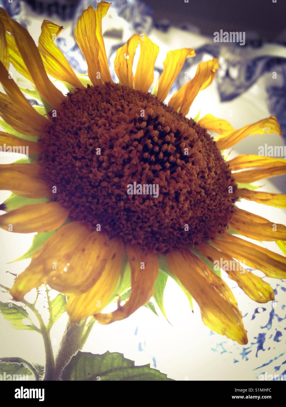 Sunflower in the window Stock Photo - Alamy