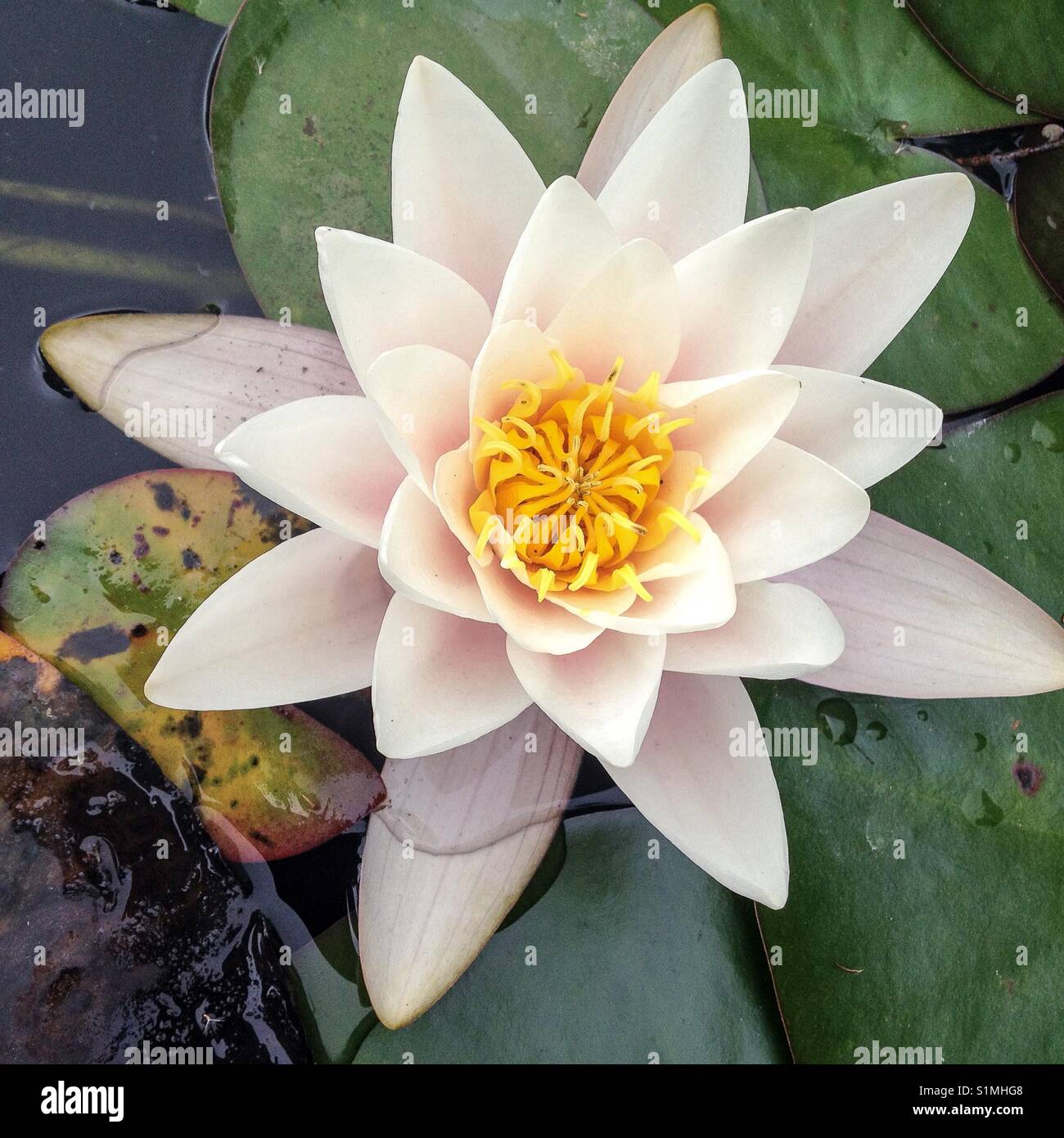 Water lilly leaves hi-res stock photography and images - Alamy