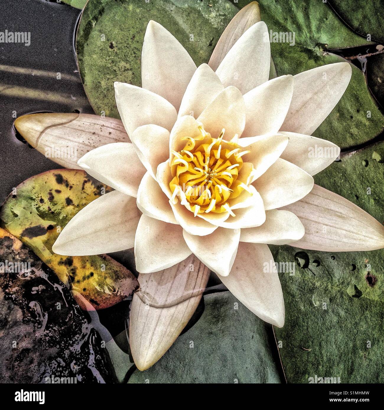 Water plant petals hi-res stock photography and images - Alamy