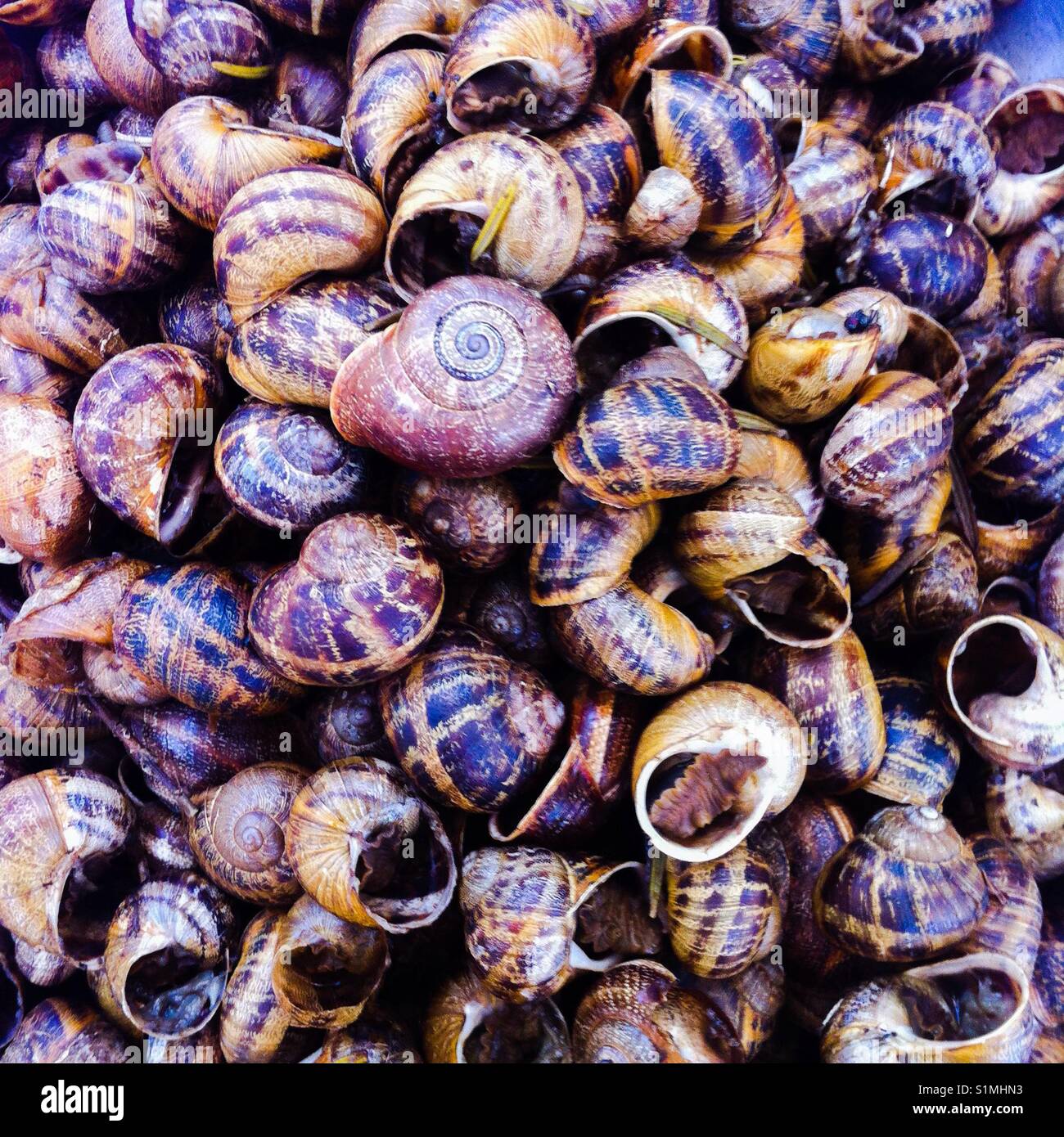 Cooked snails hi-res stock photography and images - Alamy