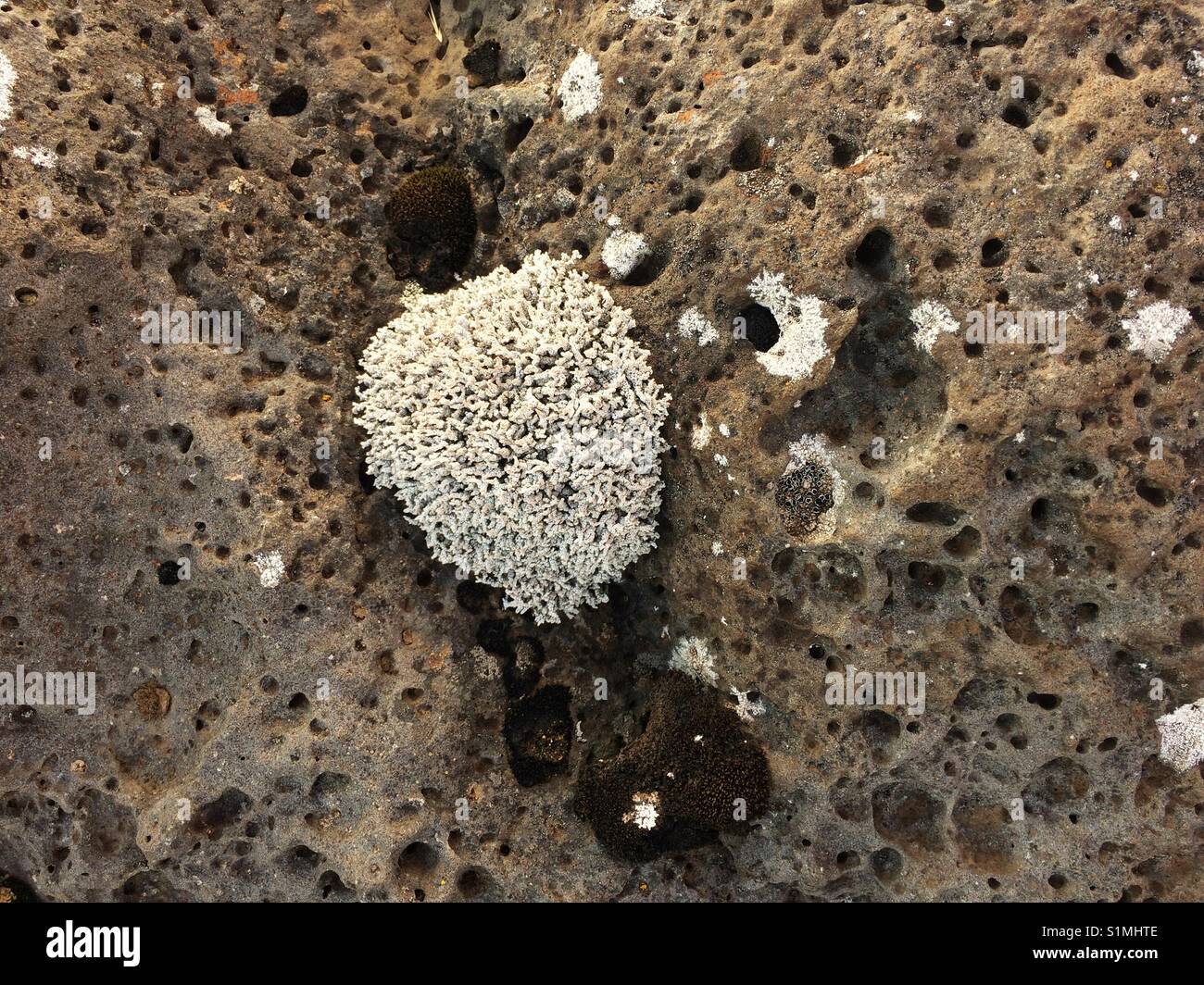 Vegetation on volcanic rock hi-res stock photography and images - Alamy