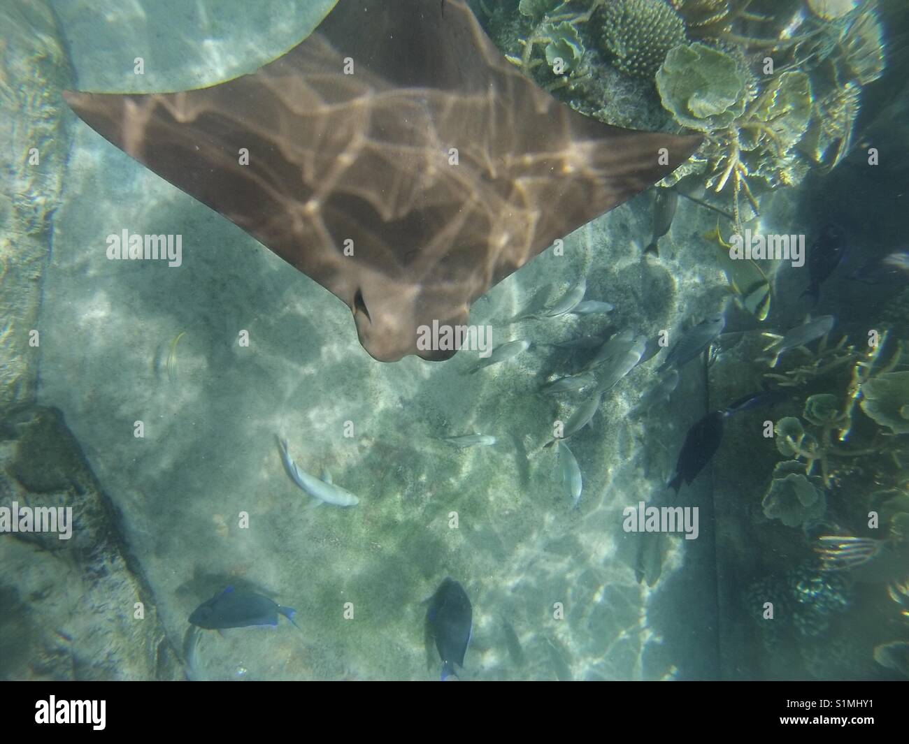 Giant Sea Ray Stock Photo - Alamy