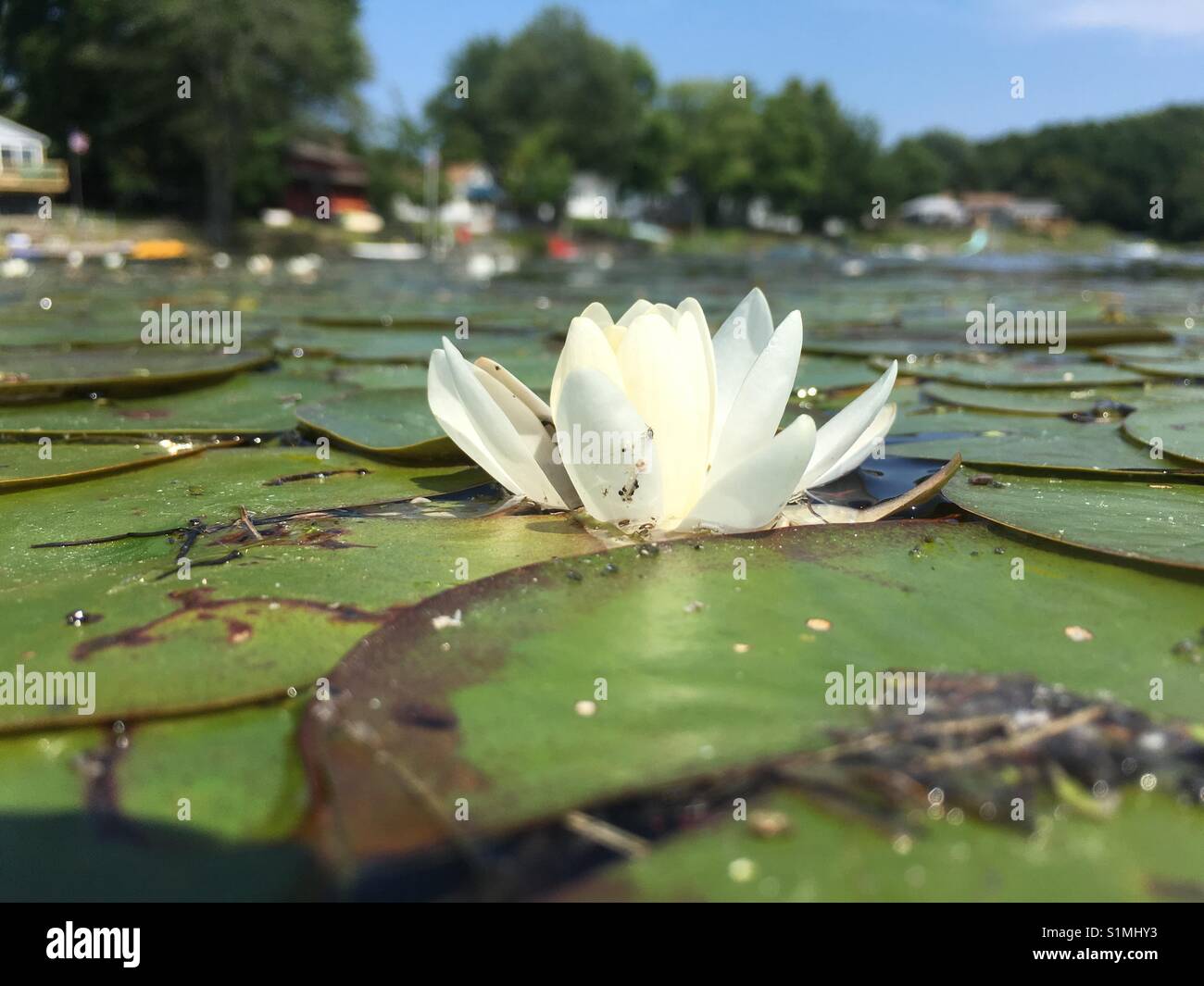 Lilly pads hi-res stock photography and images - Alamy