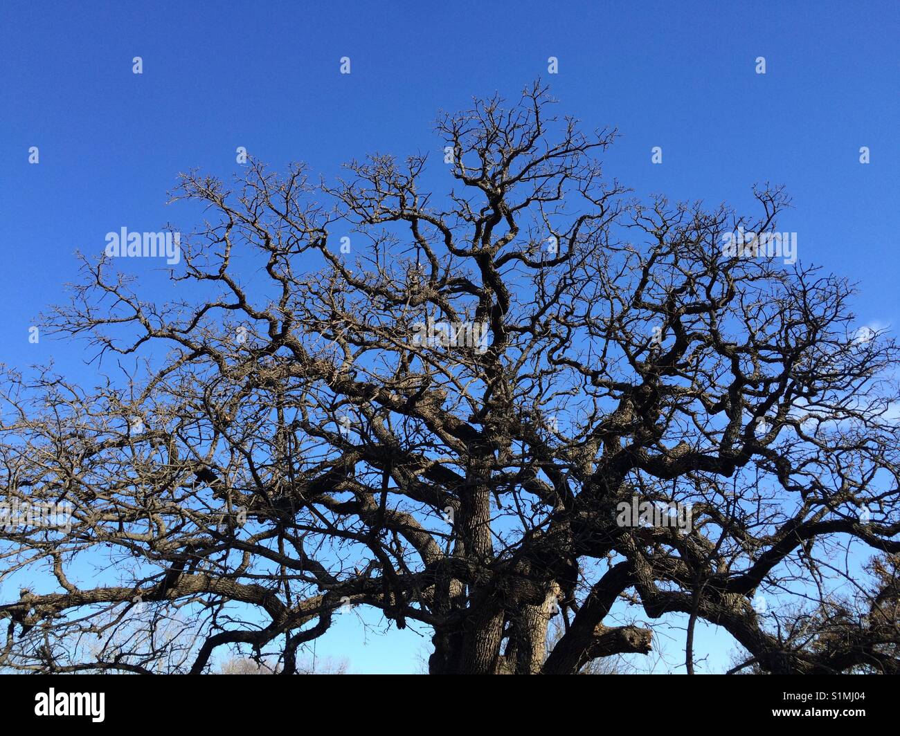 Blue tangled hi-res stock photography and images - Alamy