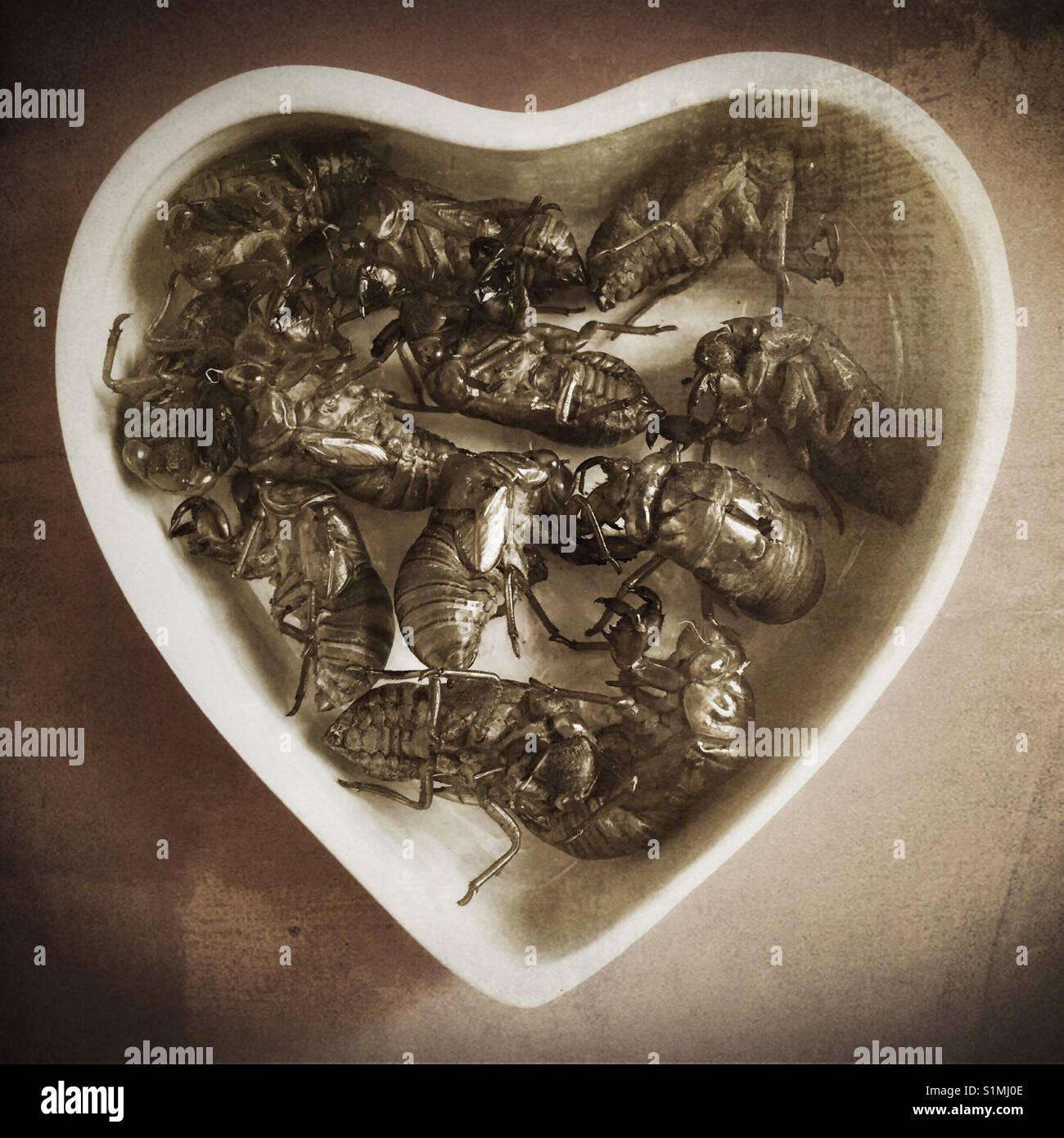 Cicada bug shells in a heart shaped bowl Stock Photo - Alamy