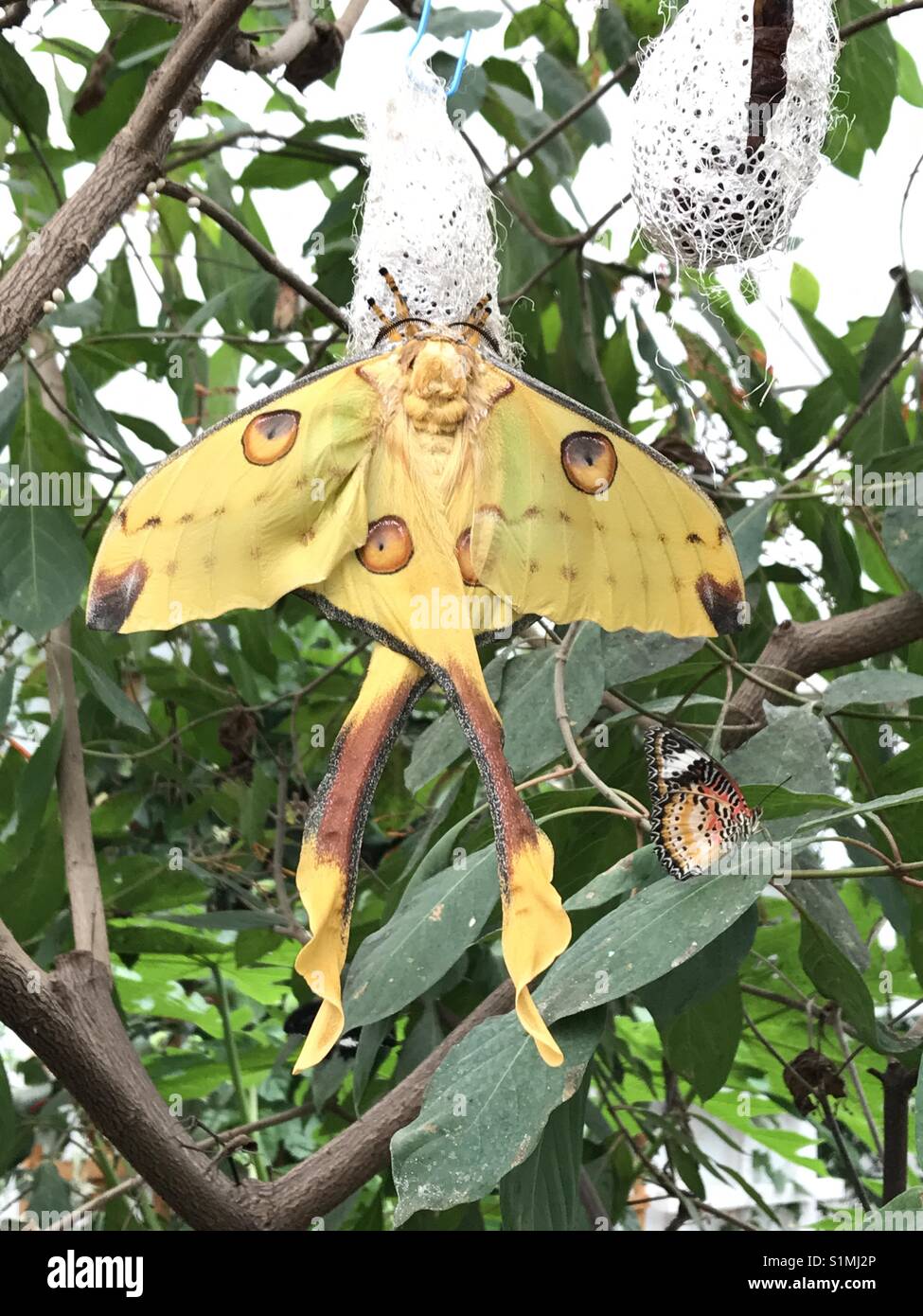 Insects cocoon hi-res stock photography and images - Alamy