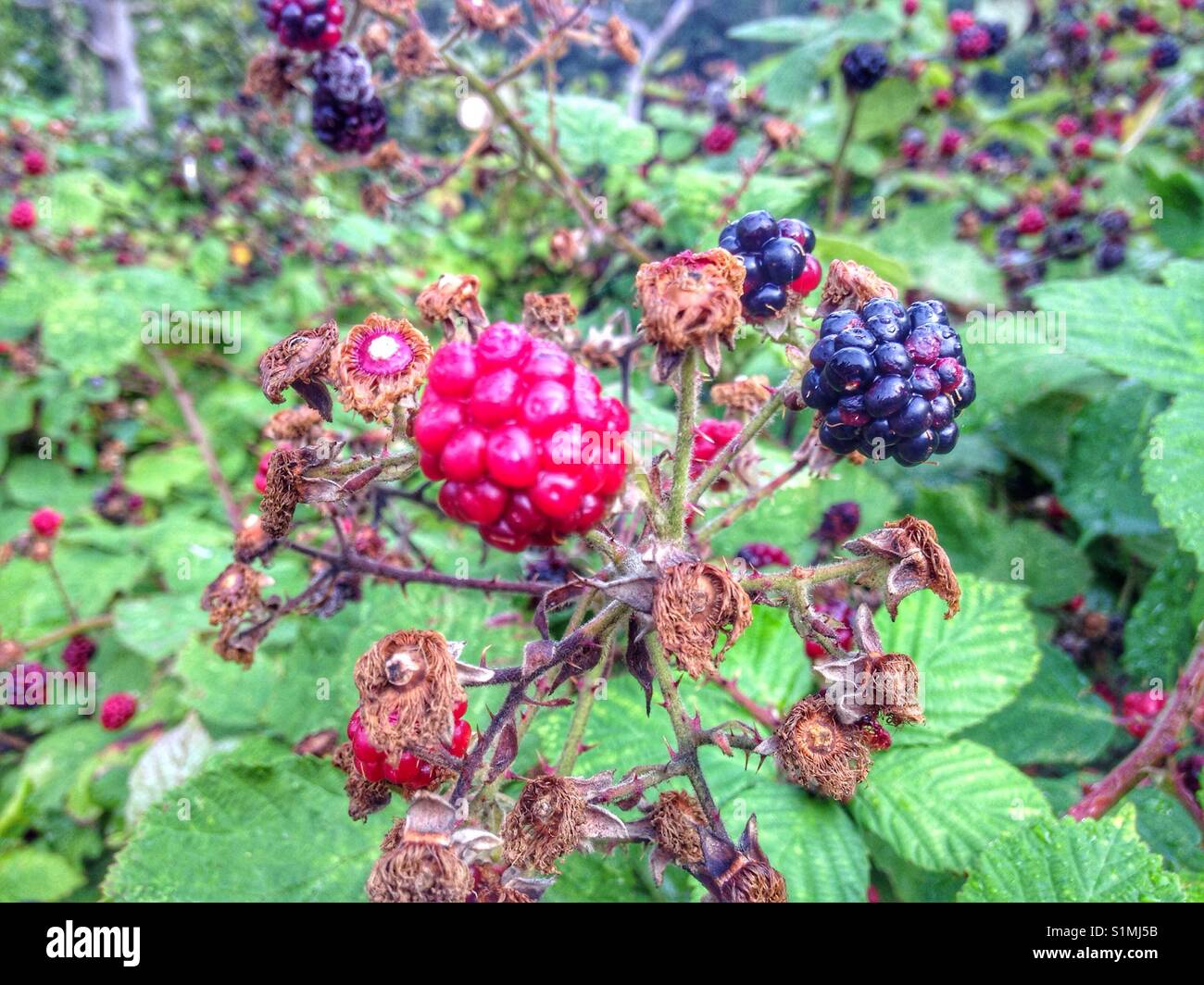 Raspberries growing hi-res stock photography and images - Alamy