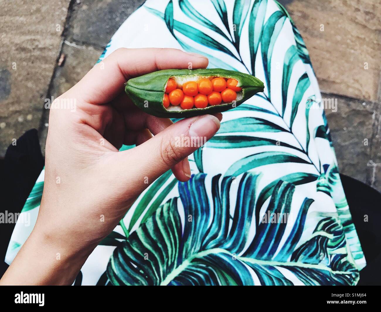 Inside of an iris seed pod Stock Photo - Alamy