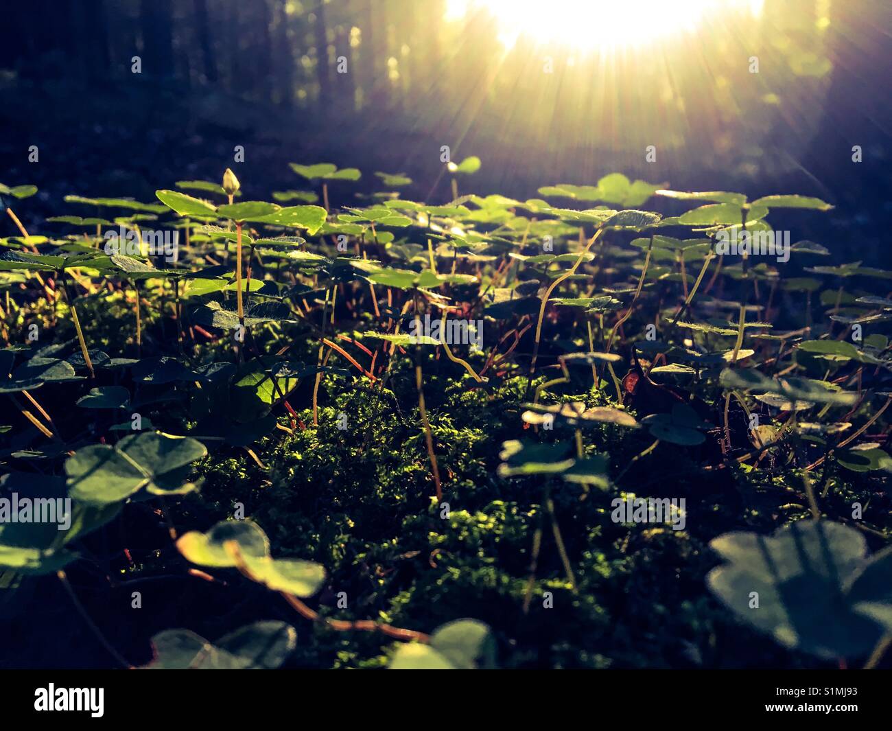 Clover meadow hi-res stock photography and images - Alamy