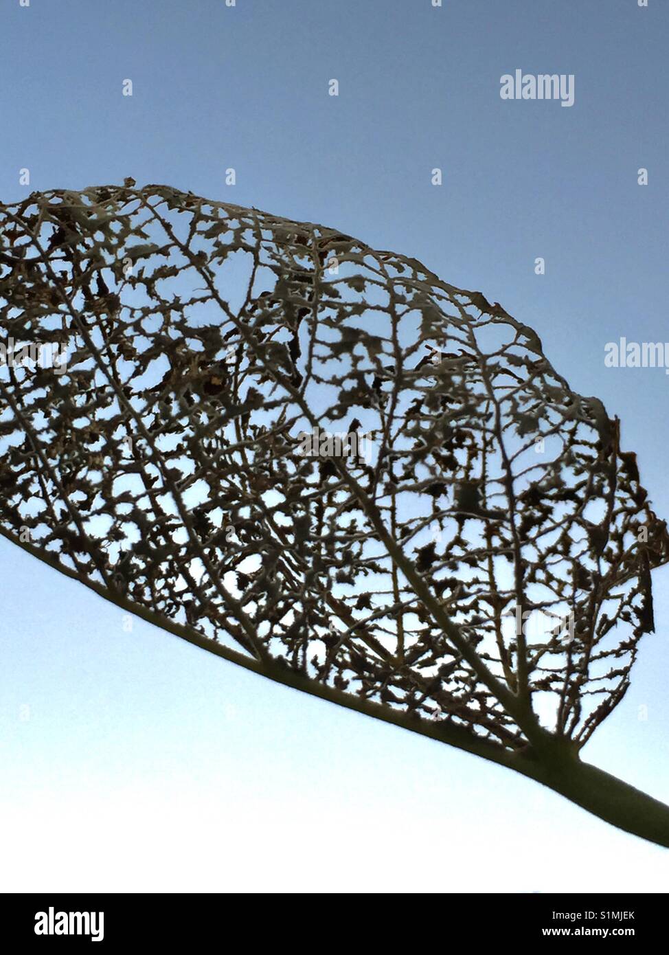 Skeleton leaf beetle hi-res stock photography and images - Alamy