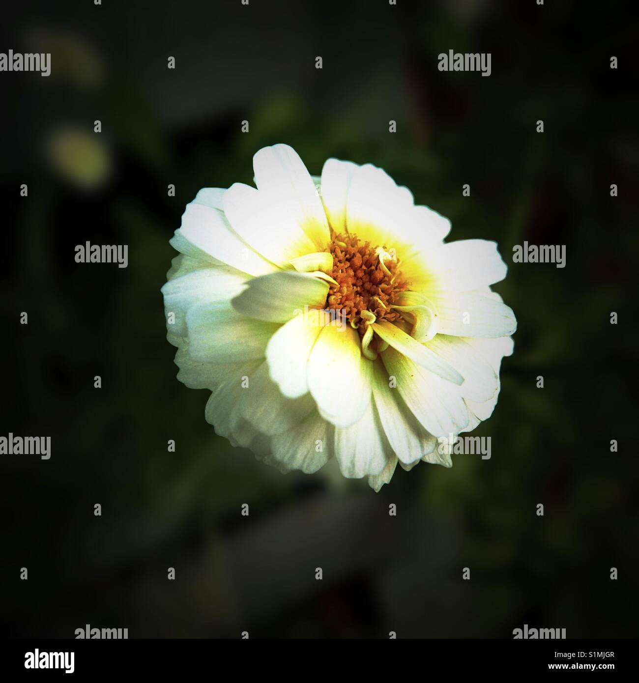 White flower searching for the sun Stock Photo - Alamy