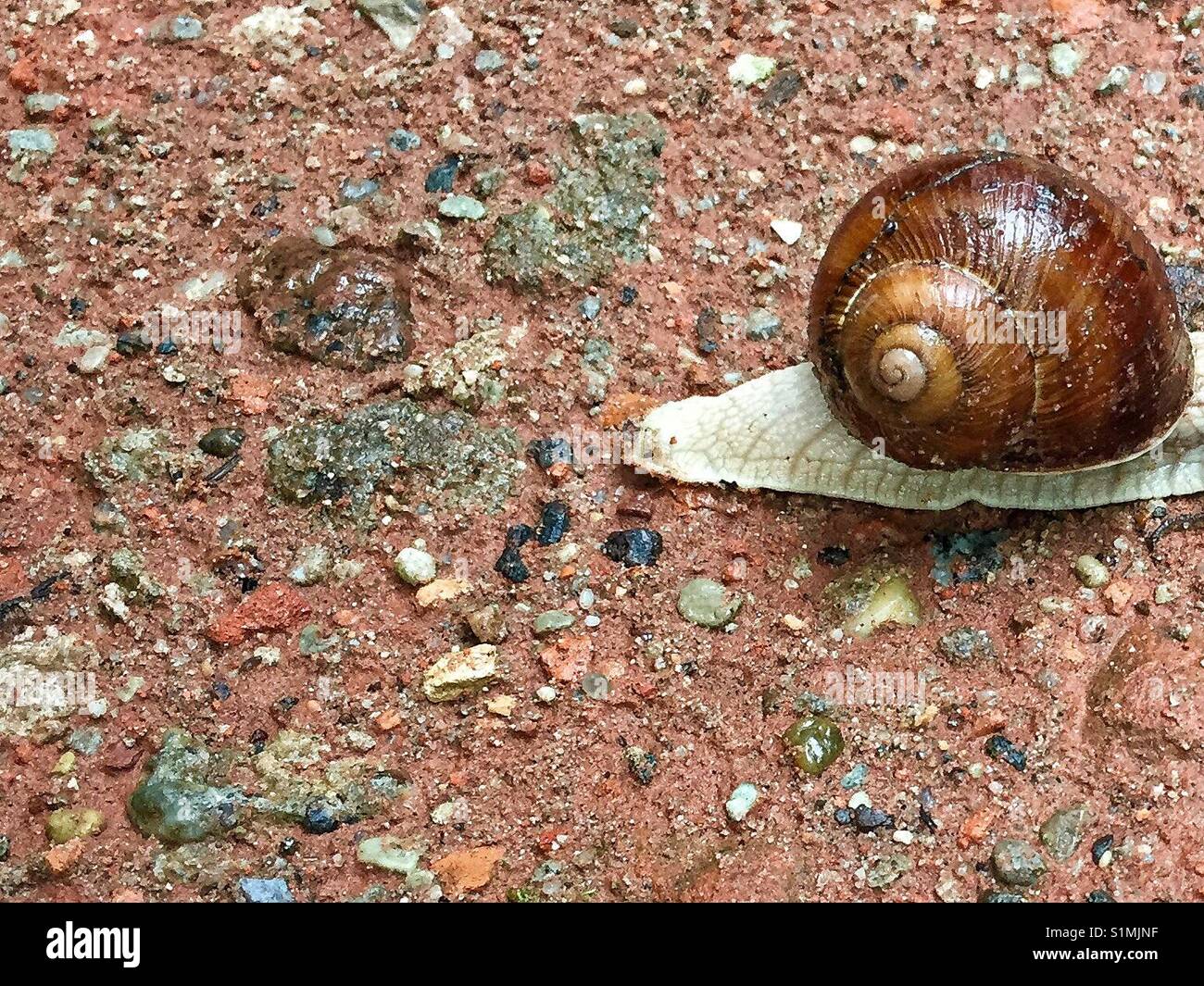 Snails leg hi-res stock photography and images - Alamy