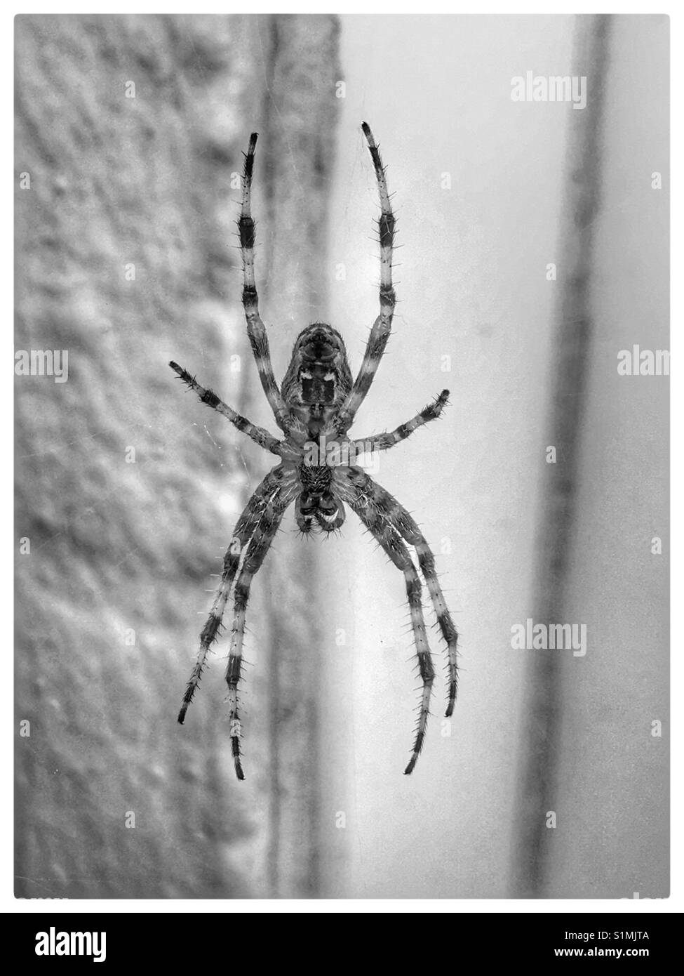 Huntsman spider Black and White Stock Photos & Images - Alamy
