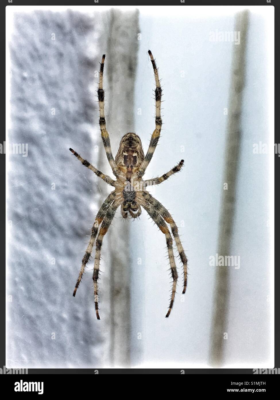 Huntsman spider hi-res stock photography and images - Alamy