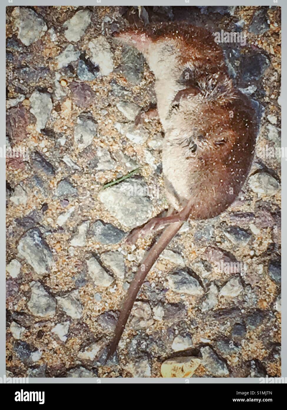 Dead shrew hi-res stock photography and images - Alamy