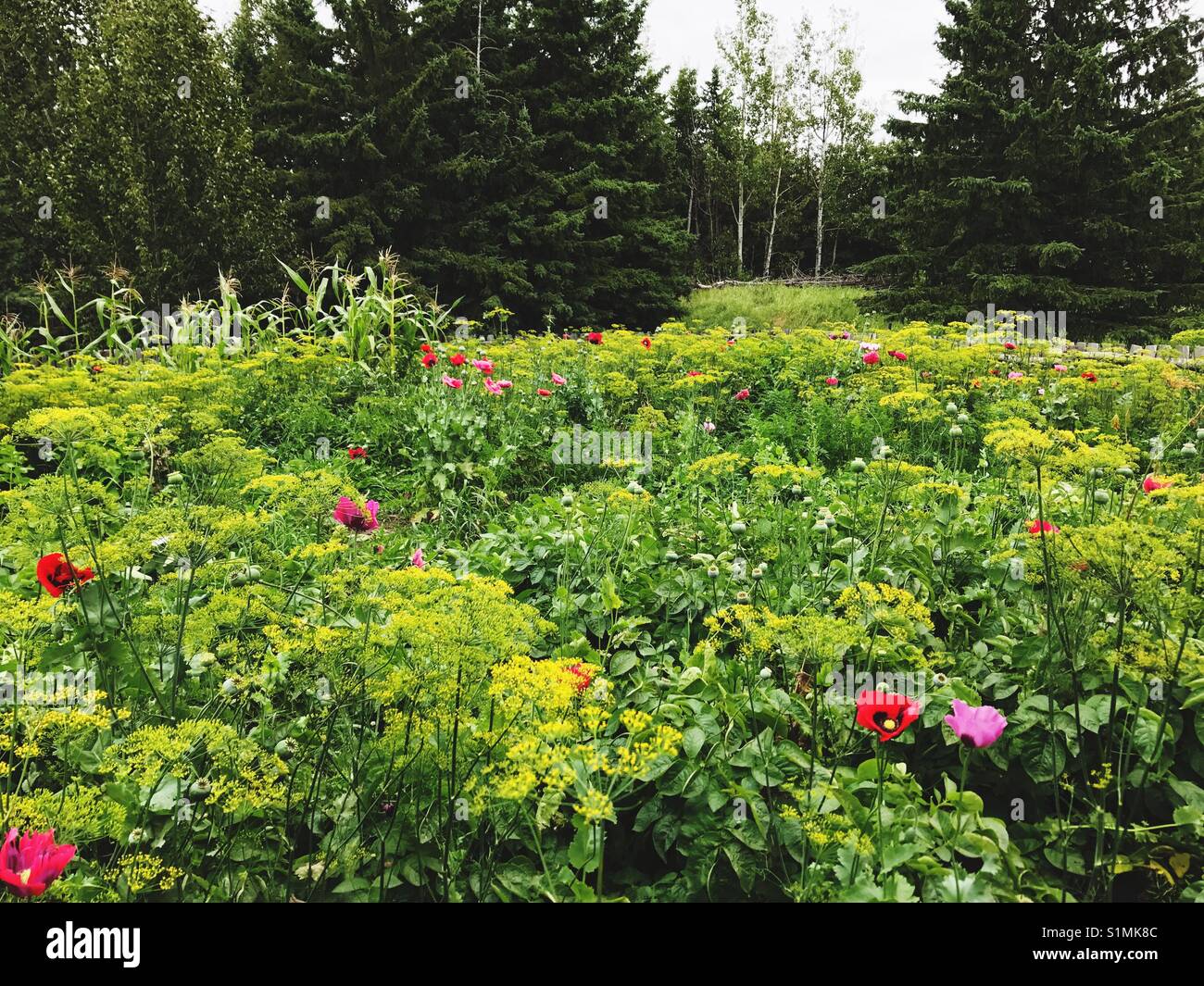 Ukrainian flowers hi-res stock photography and images - Alamy