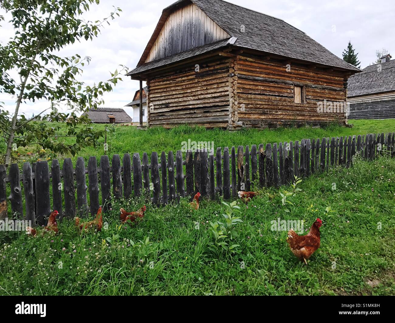 Chickens in barn hi-res stock photography and images - Alamy