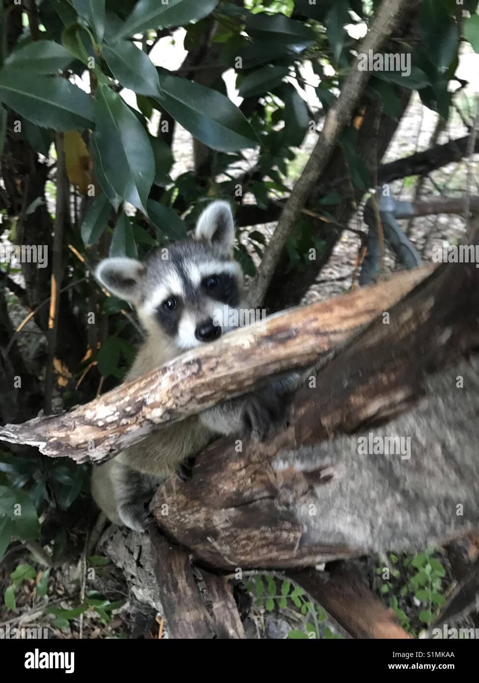 Raccoon baby hi-res stock photography and images - Alamy