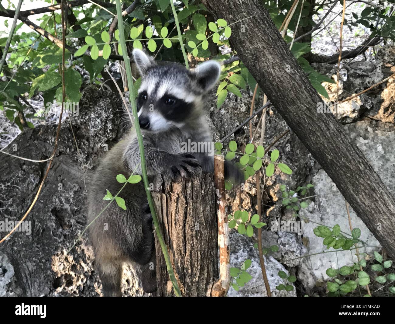 Baby raccoons hi-res stock photography and images - Alamy