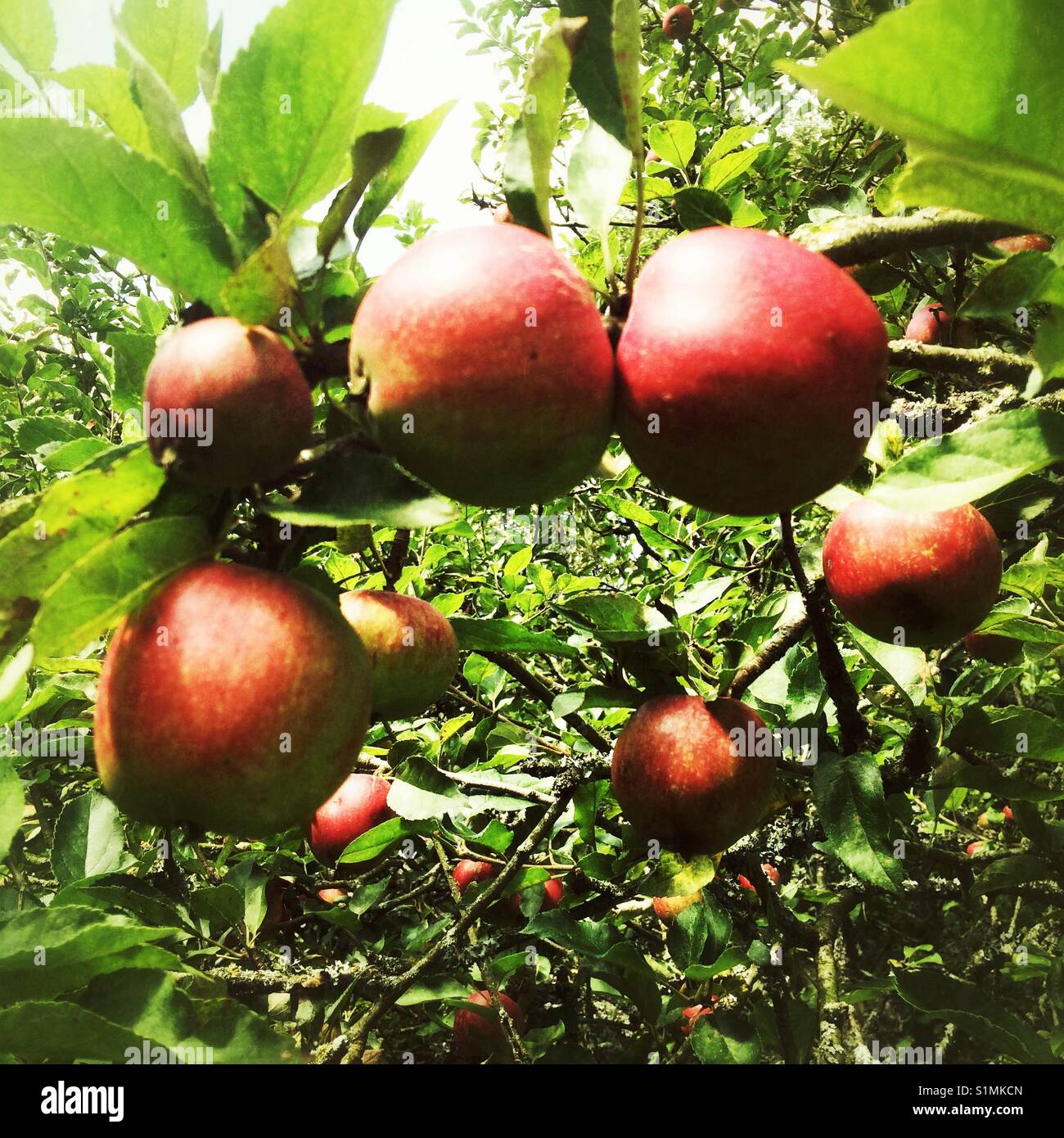 Red apples ripening on the tree Stock Photo - Alamy