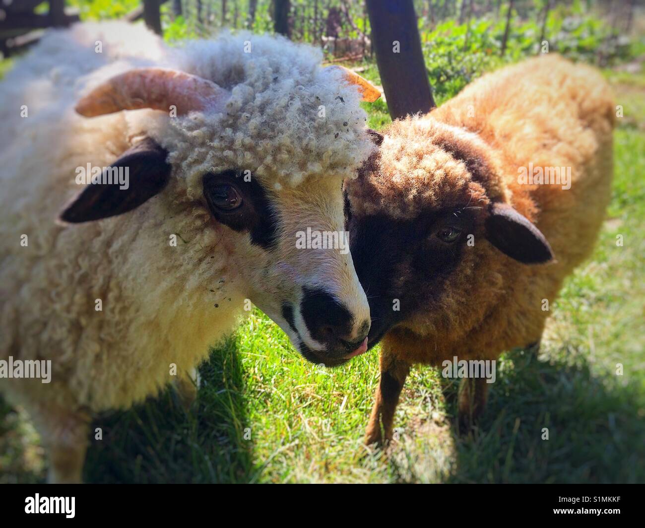Sheep with baby sheeps hi-res stock photography and images - Alamy