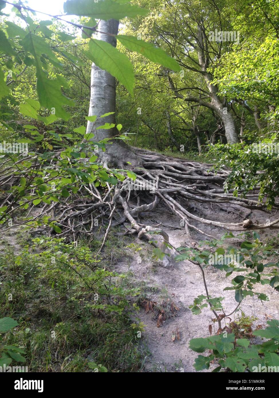 Beautiful roots hi-res stock photography and images - Alamy