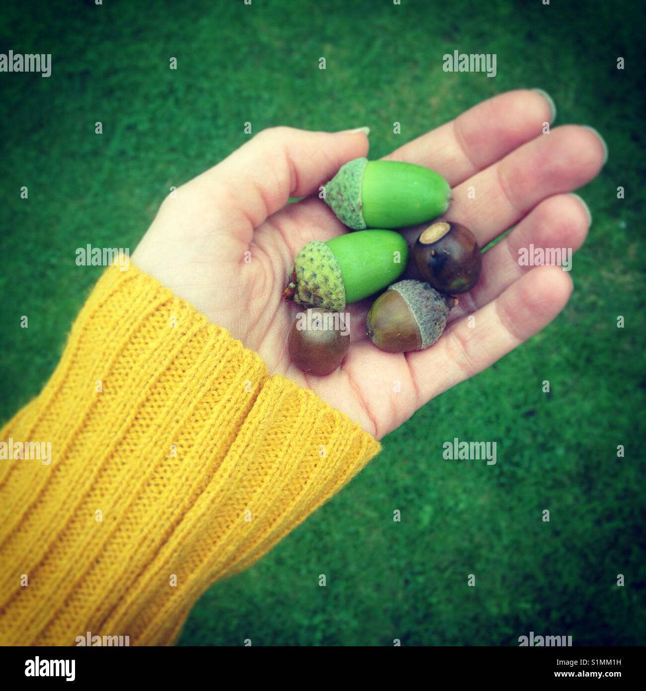 Acorns and grass hi-res stock photography and images - Alamy
