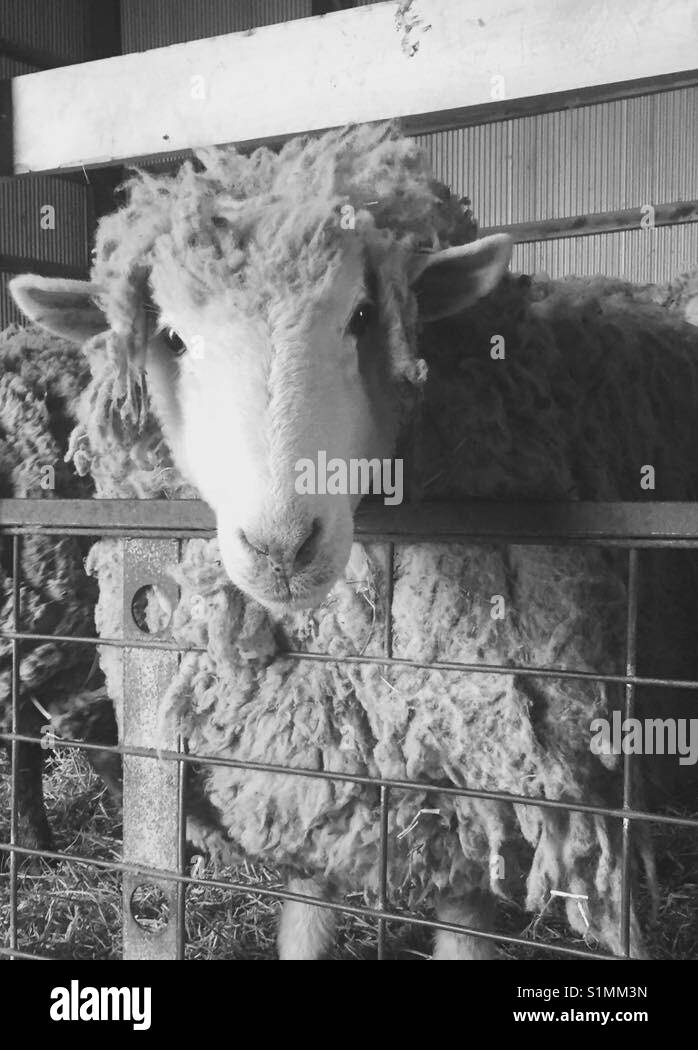 Sheep life hi-res stock photography and images - Alamy