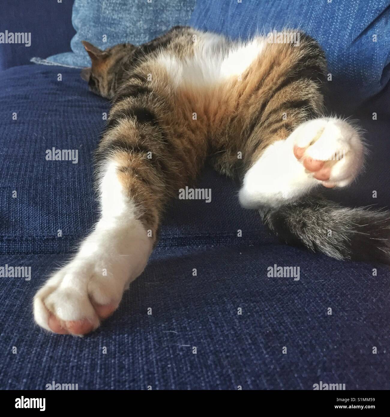 Relaxed cat hi-res stock photography and images - Alamy