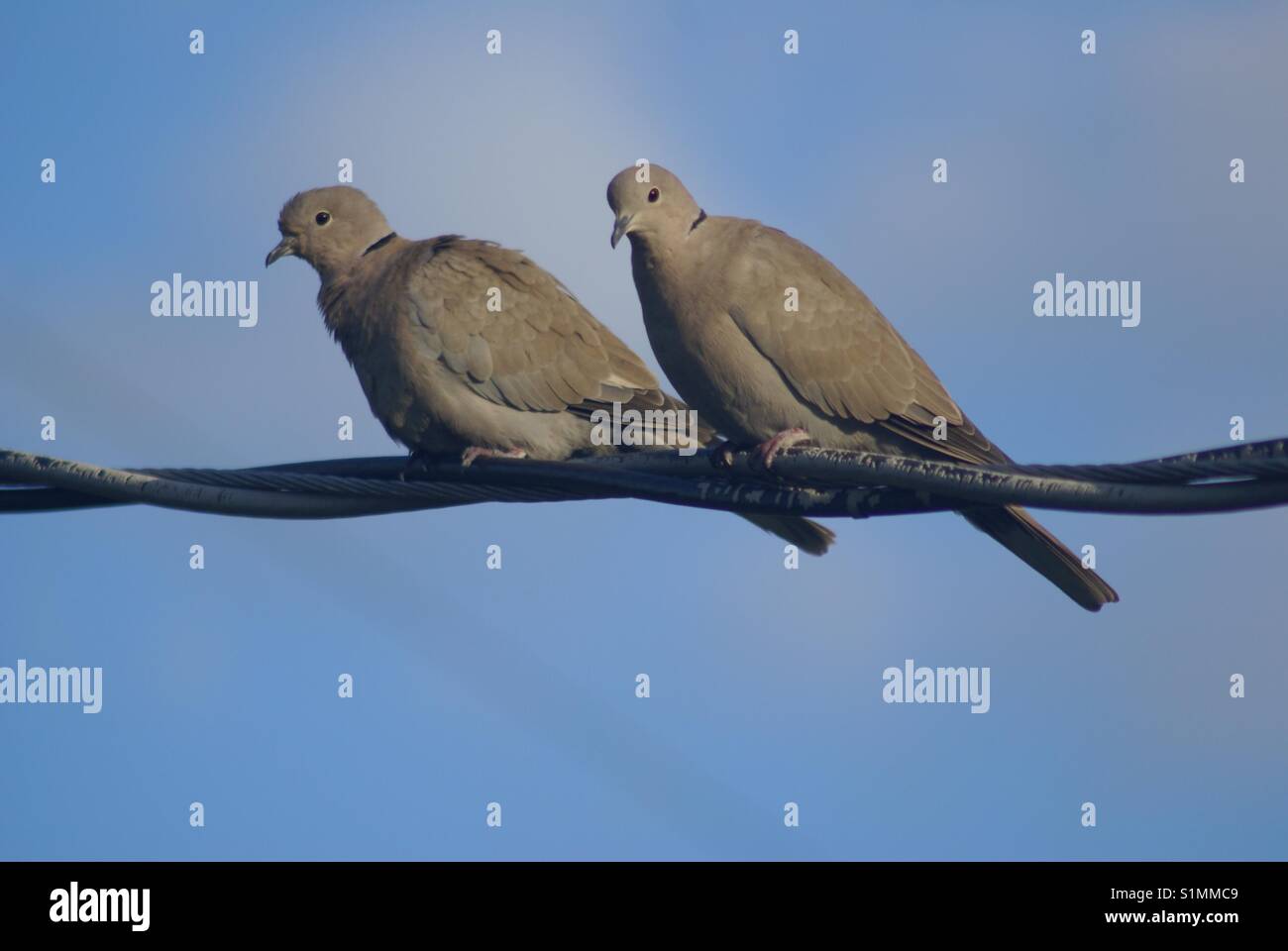 Doves on a wire Stock Photo - Alamy