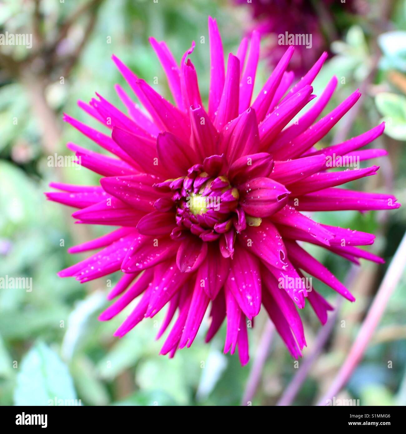 Striking flower hi-res stock photography and images - Alamy