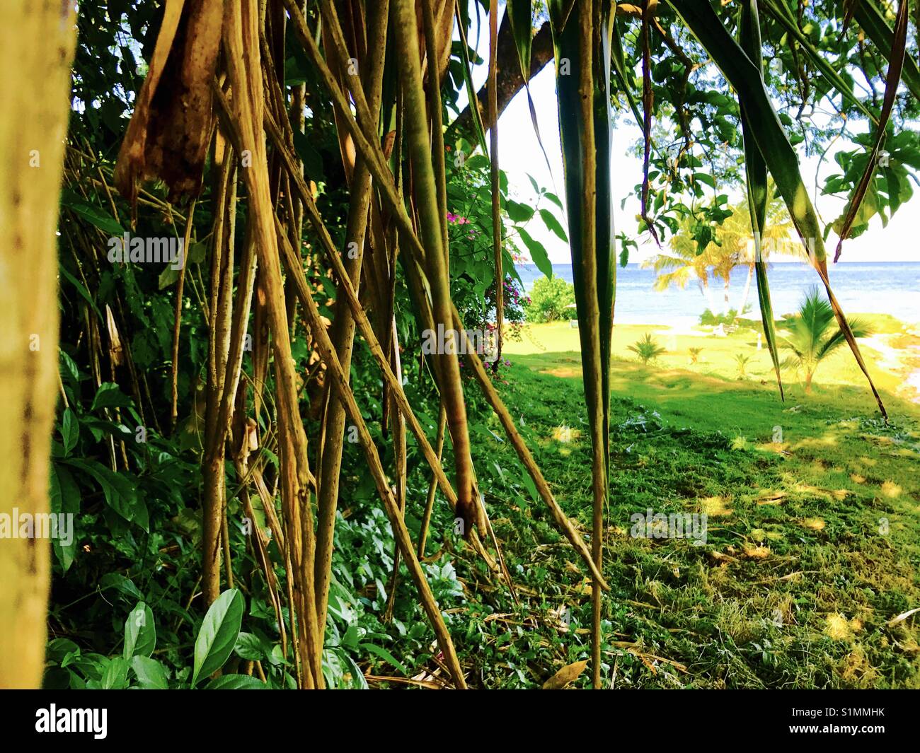 Vines and water hi-res stock photography and images - Alamy