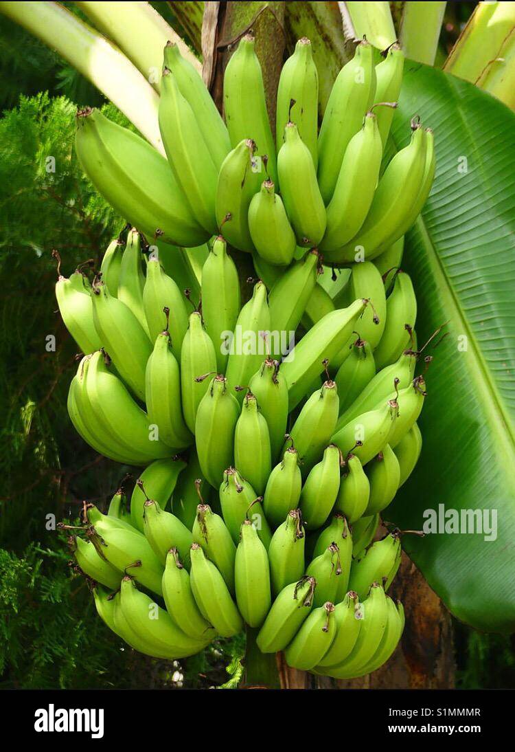 Bananatree hi-res stock photography and images - Alamy