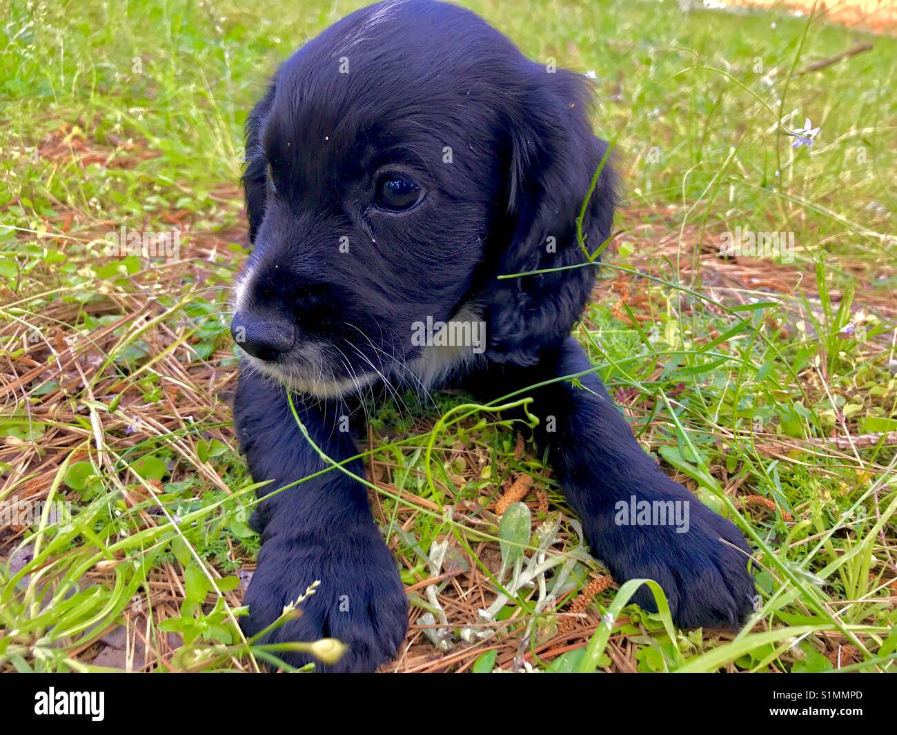 Cool hunting hi-res stock photography and images - Alamy