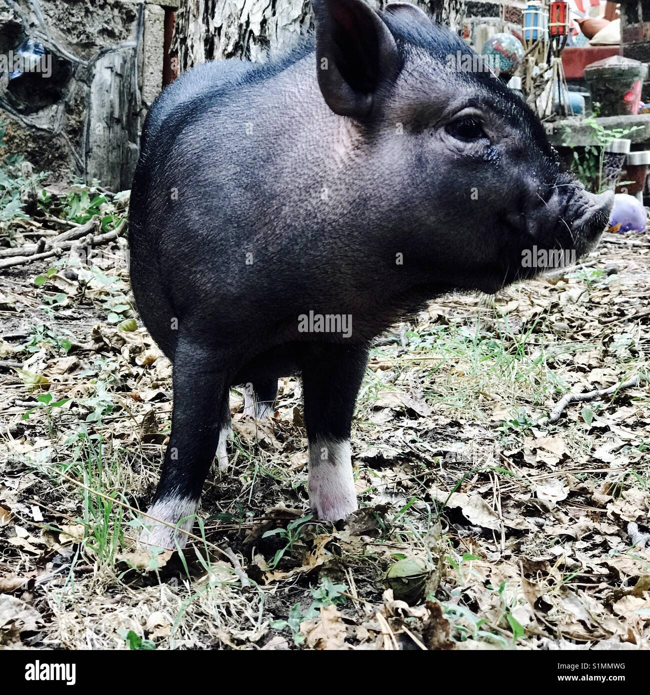 Mini animals hi-res stock photography and images - Alamy