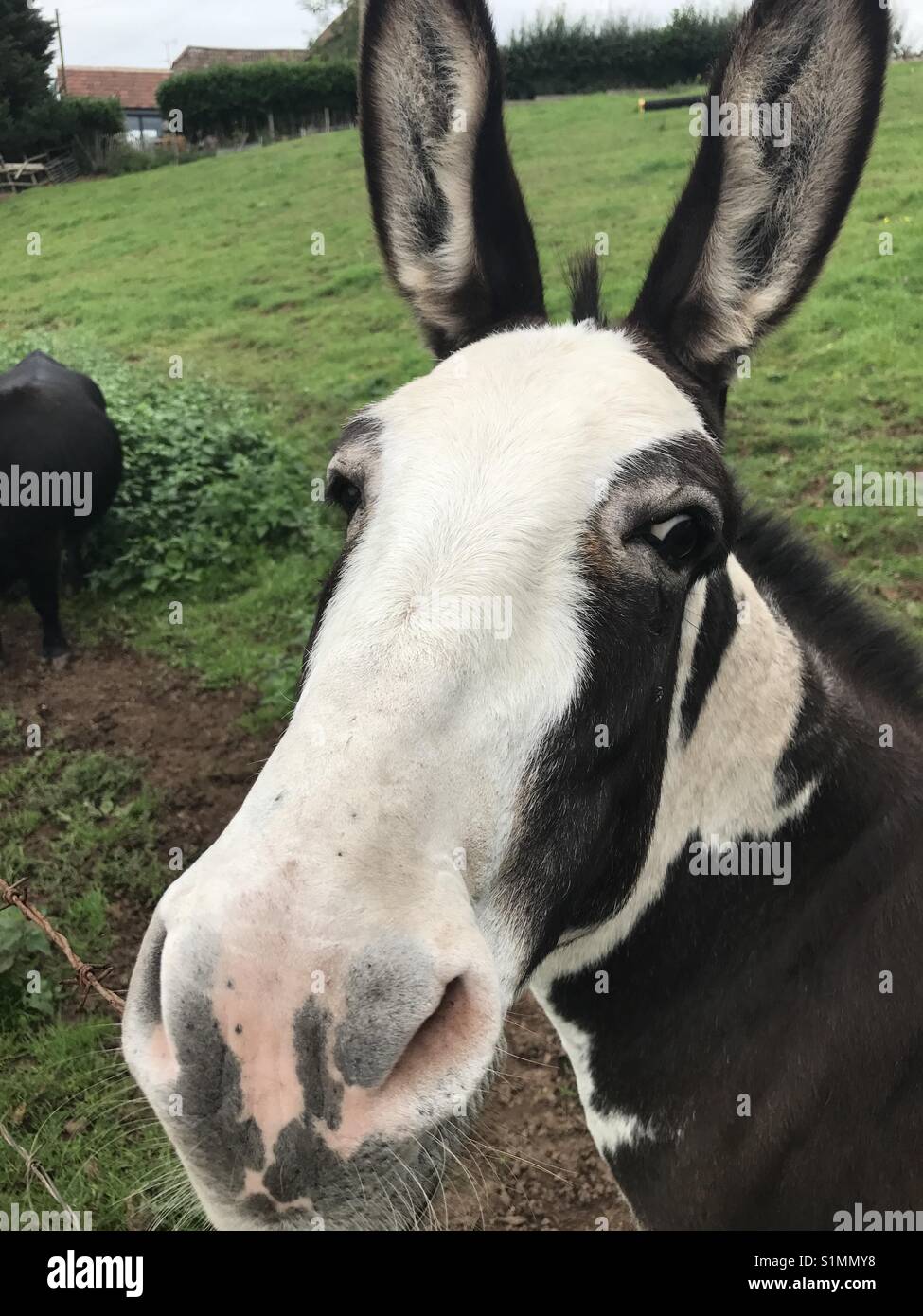 Donkey Field Animal Head High Resolution Stock Photography and Images ...